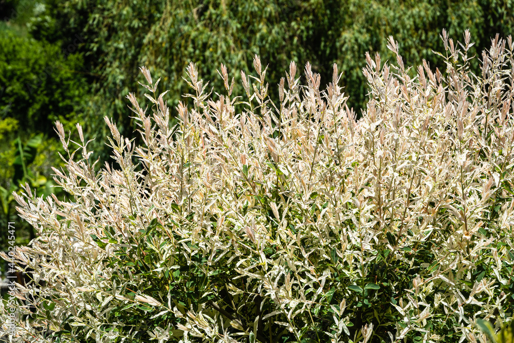 Willow whole-leafed Japanese Salix integra Hakuro-Nishiki in Adler ...