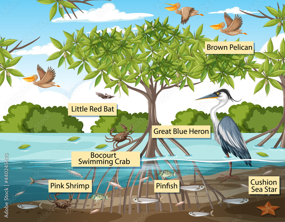 Mangrove Forest Ecosystem