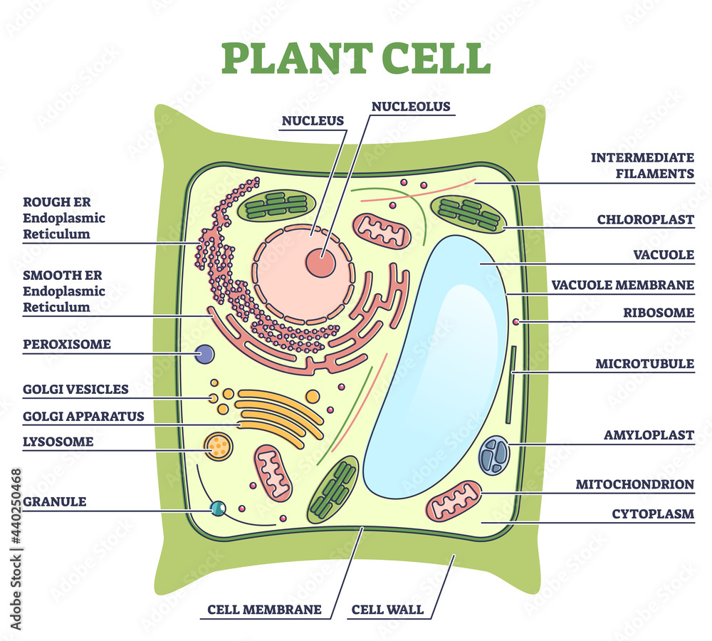 Plant Cell Structure With Inner Parts Labeled Description Outline