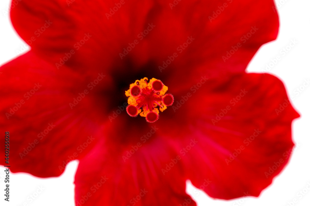 Beautiful deep red Hibiscus rosa-sinensis aka Chinese hibiscus isolated ...