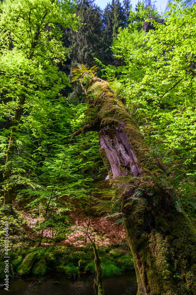Switzerland National Tree