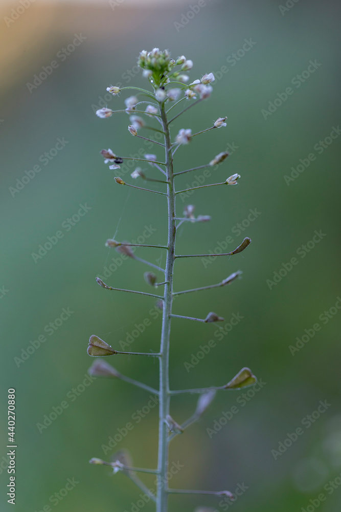 Shepherd's purse (Capsella bursa-pastoris) is a small annual and ...