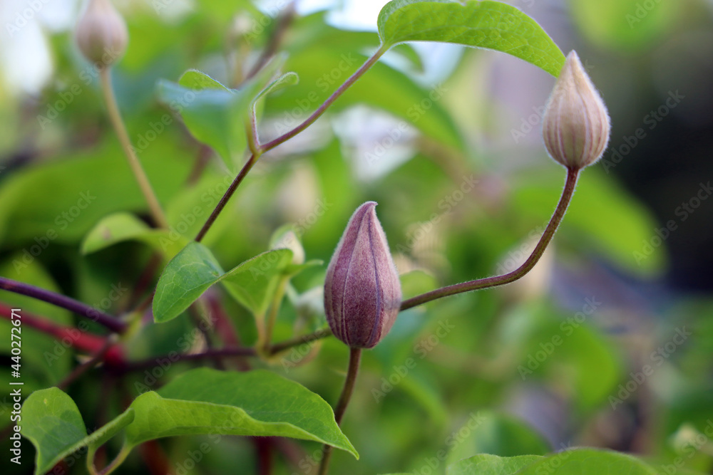 Clematis buds are almost ready to open in the garden. Stock Photo ...