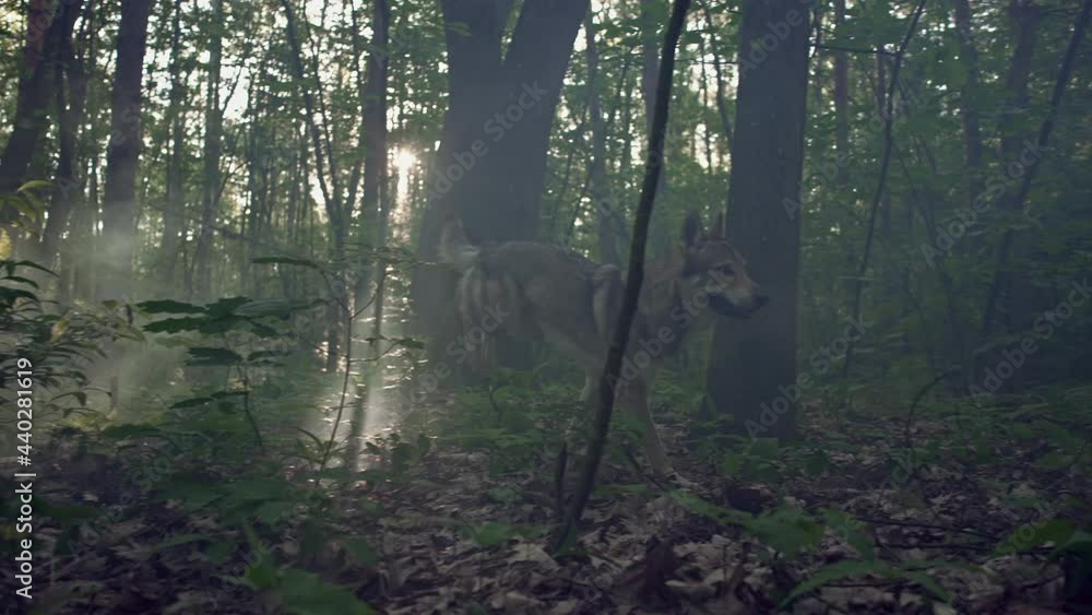 Wolf hunts in mysterious forest. Gray wolf running in forest trees ...