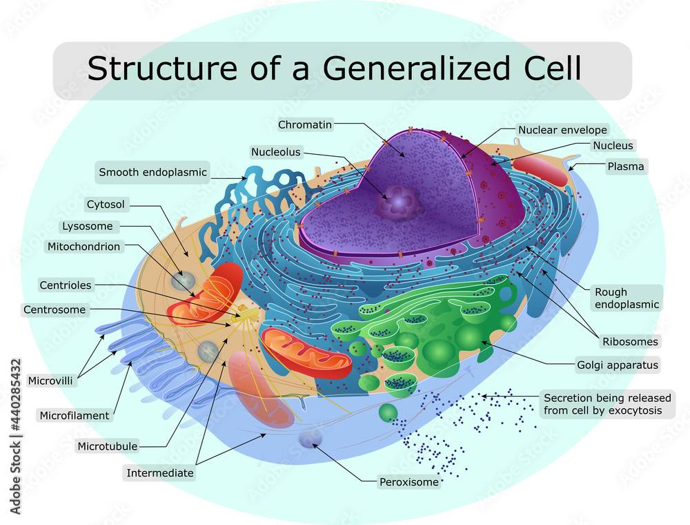 The Structure Of The Human Cell Stock Vektorgrafik Adobe Stock