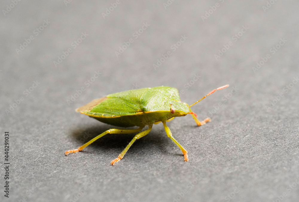 Close up of a green stink bug, Palomena prasina. Gray background ...