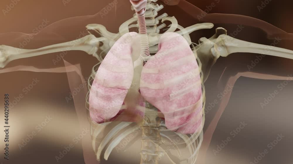 Human Respiratory System Lungs Anatomy Animation Concept. visible lung ...