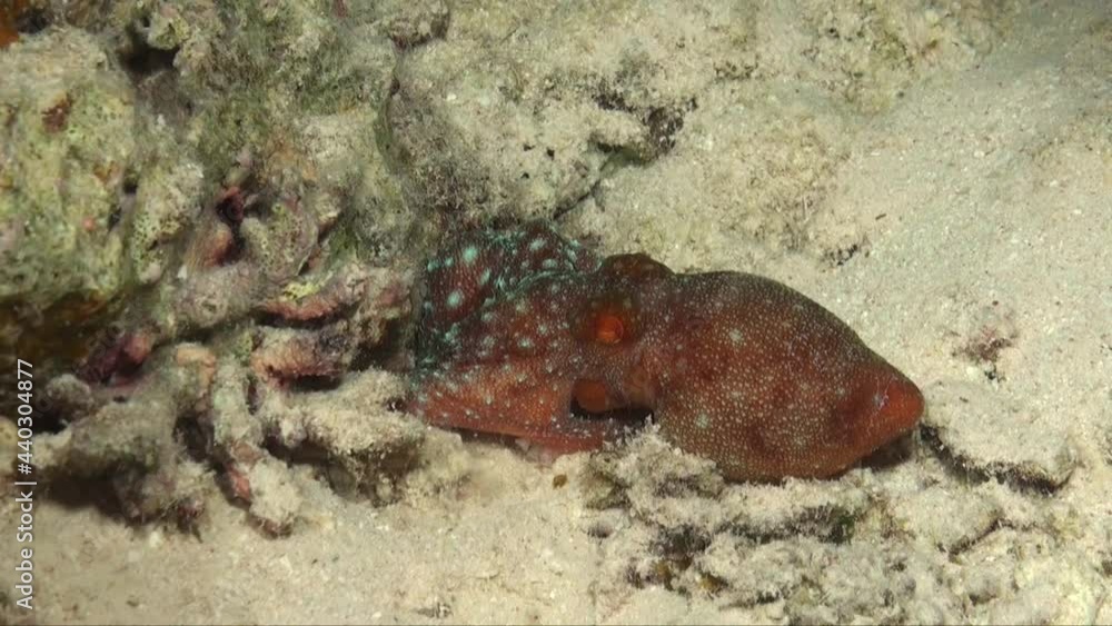 Vidéo Stock Starry night octopus (Callistoctopus luteus) crawling into ...