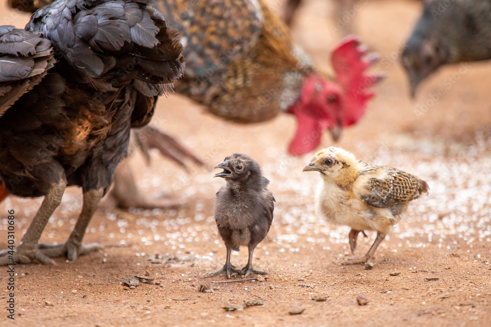 Foto de Close-up native chicks in Thailand are eating on the ground ...