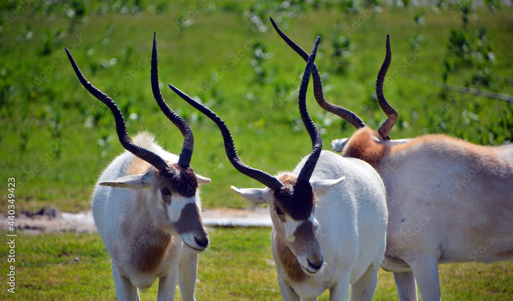 Addax (Addax nasomaculatus), also known as the white antelope and the ...