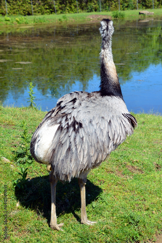 Greater rhea (Rhea americana) is a flightless bird found in eastern ...