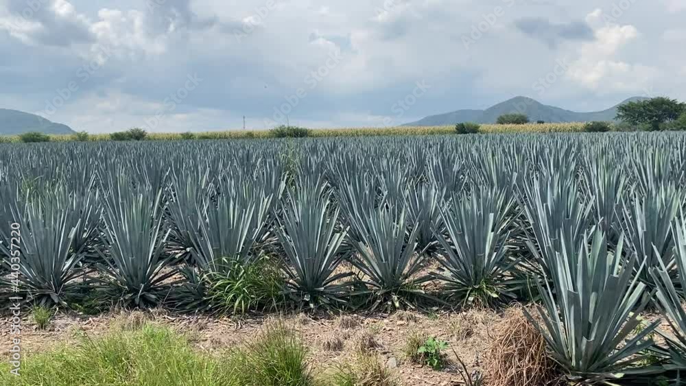 plantas de Agave azul en Tequila, Jalisco, México. La cámara vuela ...