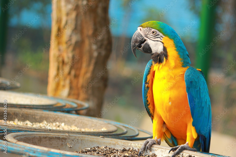 Blue and Yellow Macaw Standing in front of Plate of seed before eating ...
