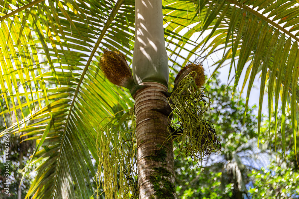 Palmiste palm (Deckenia nobilis), known as ‘millionaire’s salad palm ...