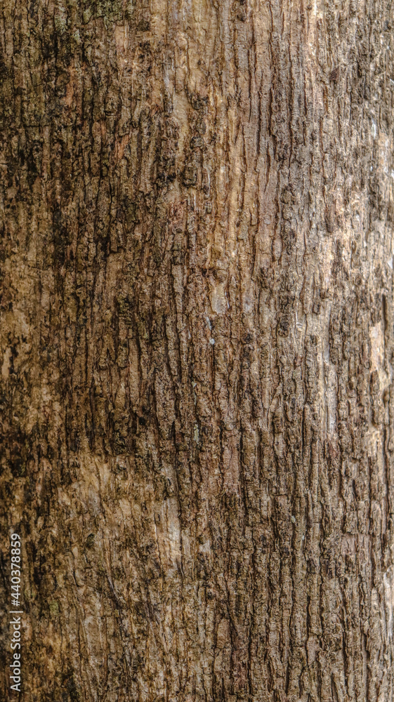 Teak Tree 4K Texture Stock Photo | Adobe Stock