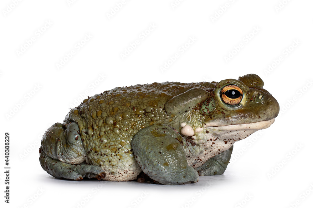 Bufo Alvarius aka Colorado River Toad, sitting side ways. Looking ahead ...