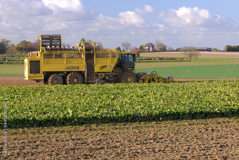 Arrachage de betterave, arracheuse intégrale Ropa Stock Photo | Adobe Stock