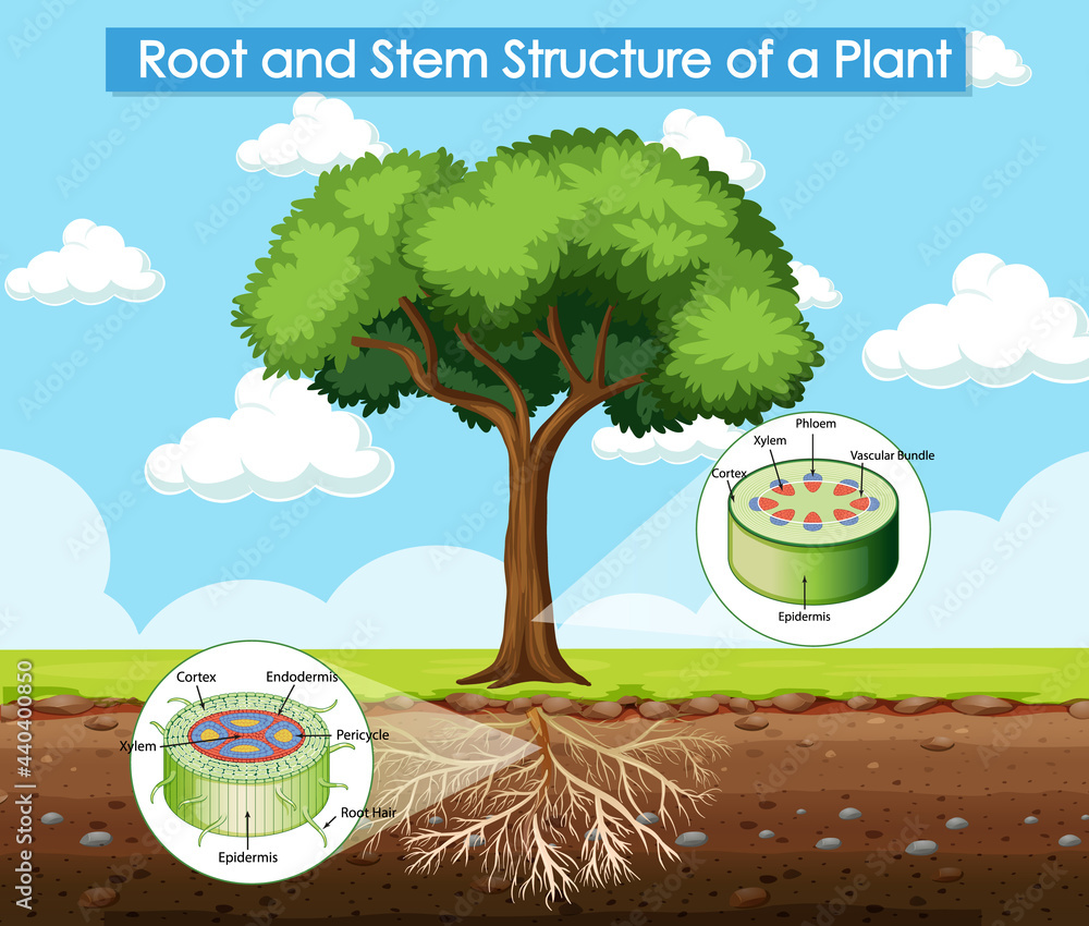 Diagram showing Root and Stem Structure of a Plant Stock Vector | Adobe ...