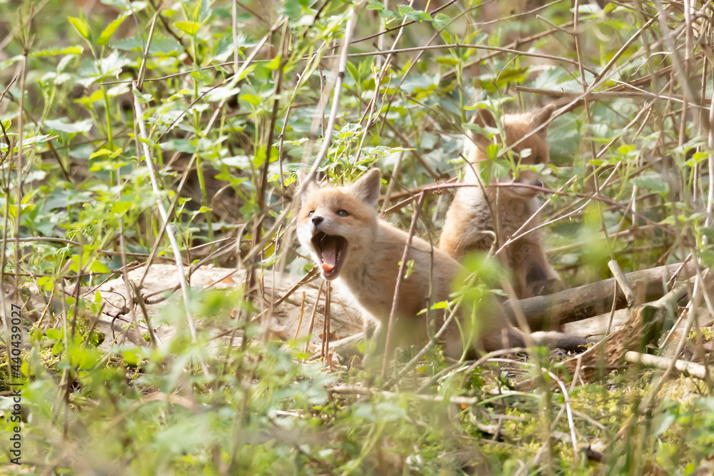 Lis rudy lis pospolity Vulpes vulpes Stock Photo | Adobe Stock