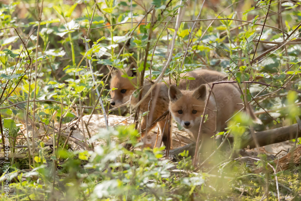 Lis rudy lis pospolity Vulpes vulpes Stock Photo | Adobe Stock