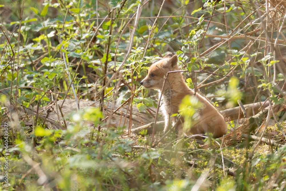 Lis rudy lis pospolity Vulpes vulpes Stock Photo | Adobe Stock