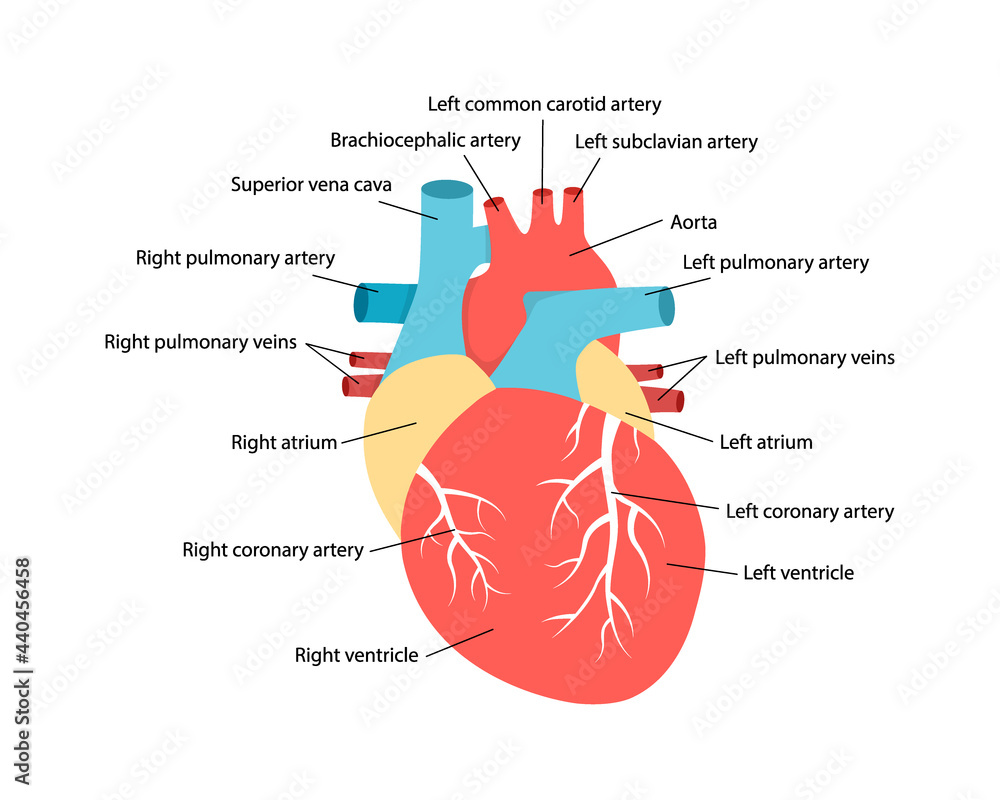 Internal Heart Anatomy Model