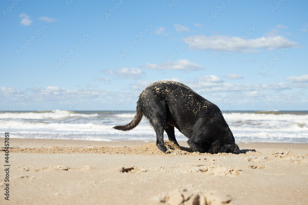 Black dog digging hole in the sand on the beach. With head inside hole ...