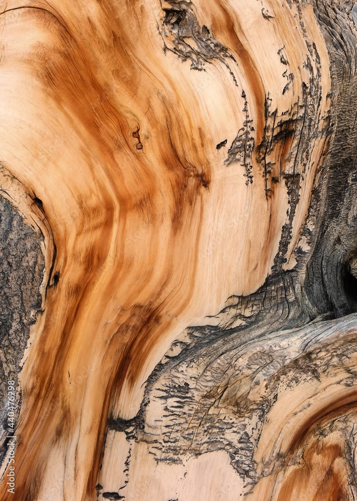 Detailed wood grain from a bristlecone pine tree Stock Photo | Adobe Stock