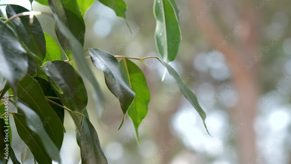 Close up of fresh green leaves of Ficus benjamina on sun beam backdrop ...