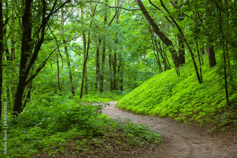 Green forest winding path. A curve footpath going into a distance in a ...