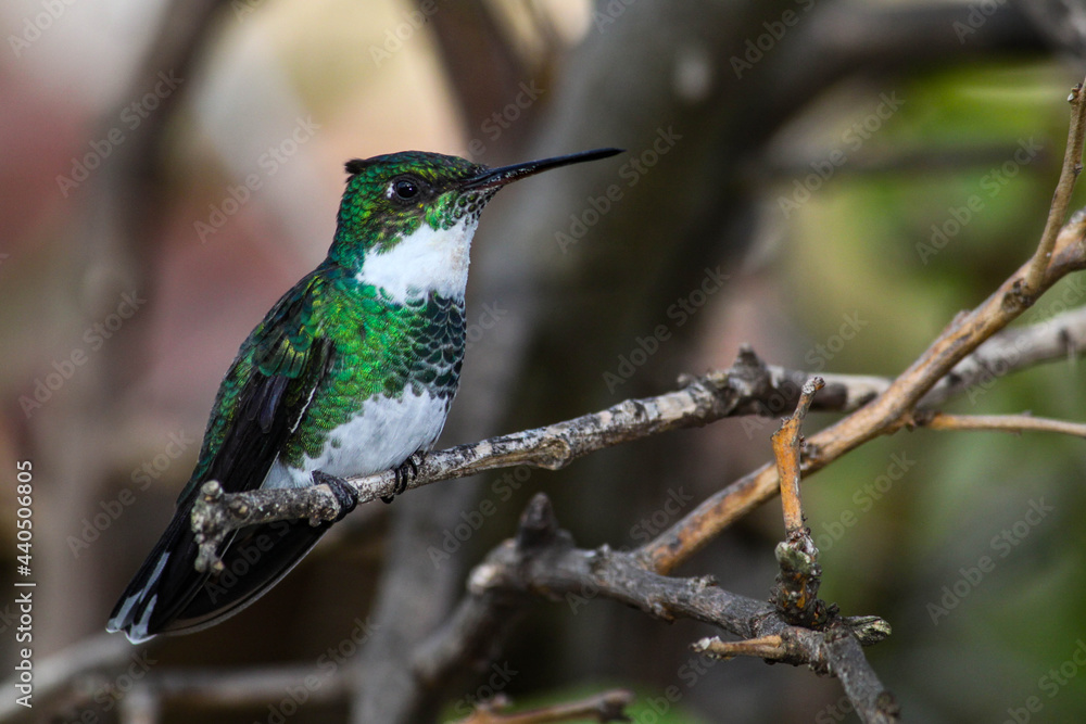 Colibri posando en una rama con sus colores verdes y un fondo ...