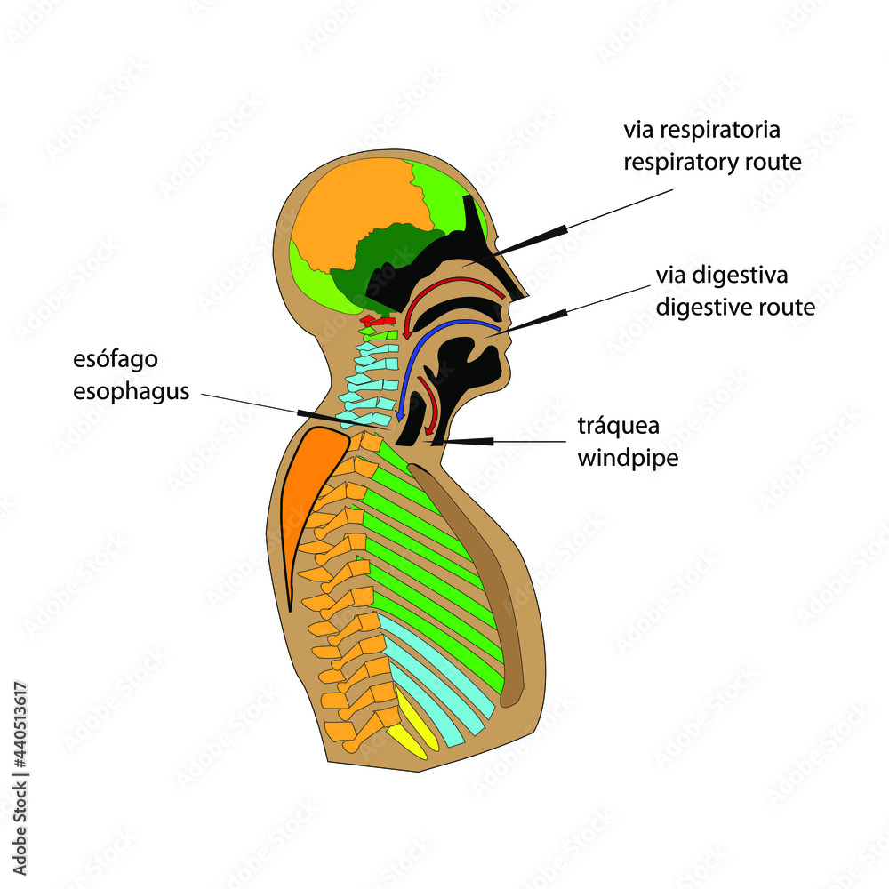 Anatomía humana las vías respiratoria y digestiva vector ilustracion ...