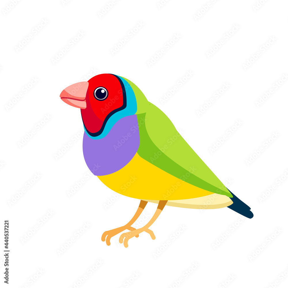Gouldian finch or Lady Gouldian finch, Gould's finch or the rainbow ...