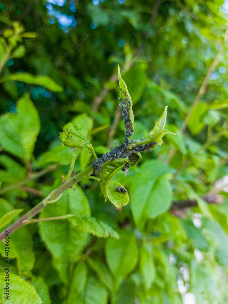 Aphids are small sap-sucking insects and members of the superfamily ...