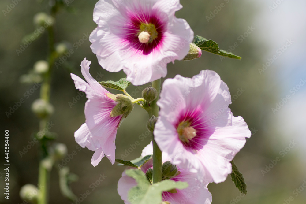 Blossoming flower of the Bristly hollyhock (Alcea setosa), an ...
