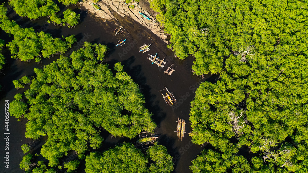 Tropical mangrove green tree forest view from above, trees, river ...