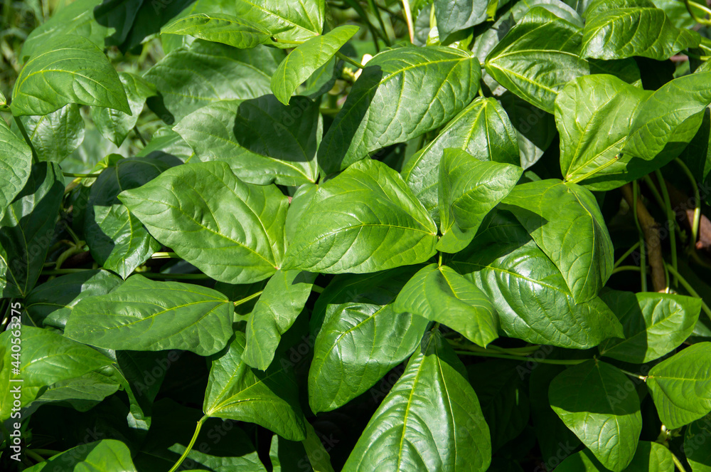 Small trees grow from cultivation. bean leaves in the garden Stock ...