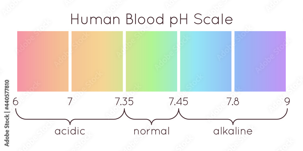 Human blood pH scale vector diagram. Stock Vector | Adobe Stock