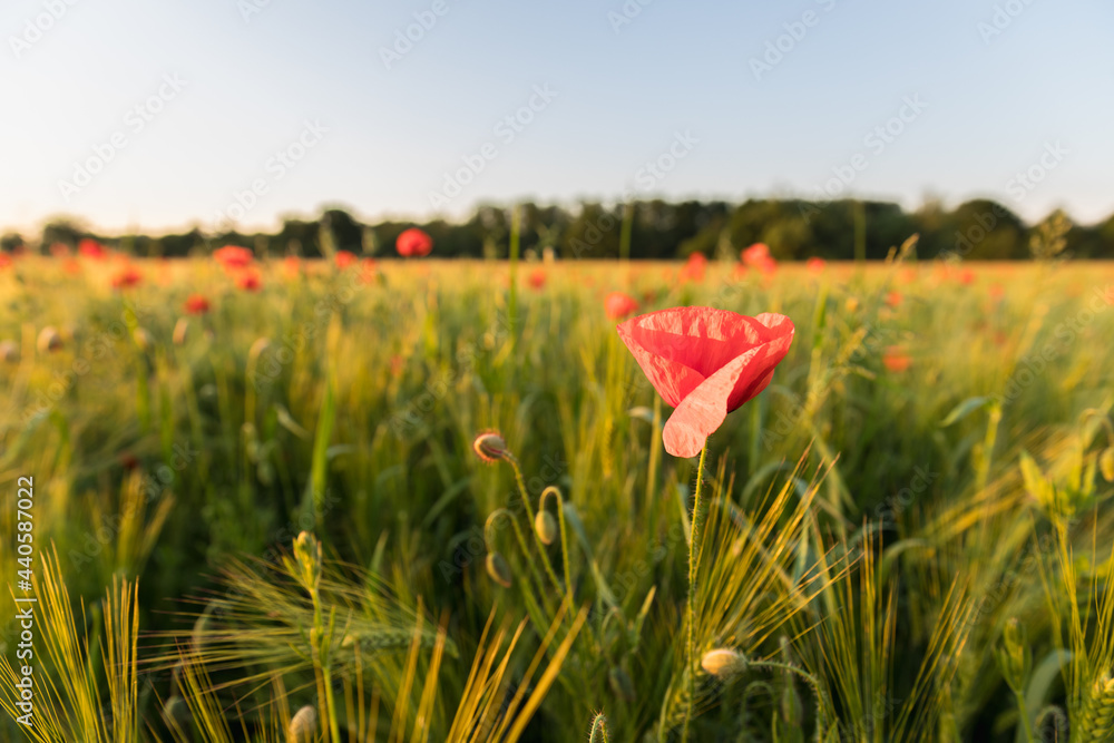 field of blooming wild poppies in grain crops, macro close-up Stock ...