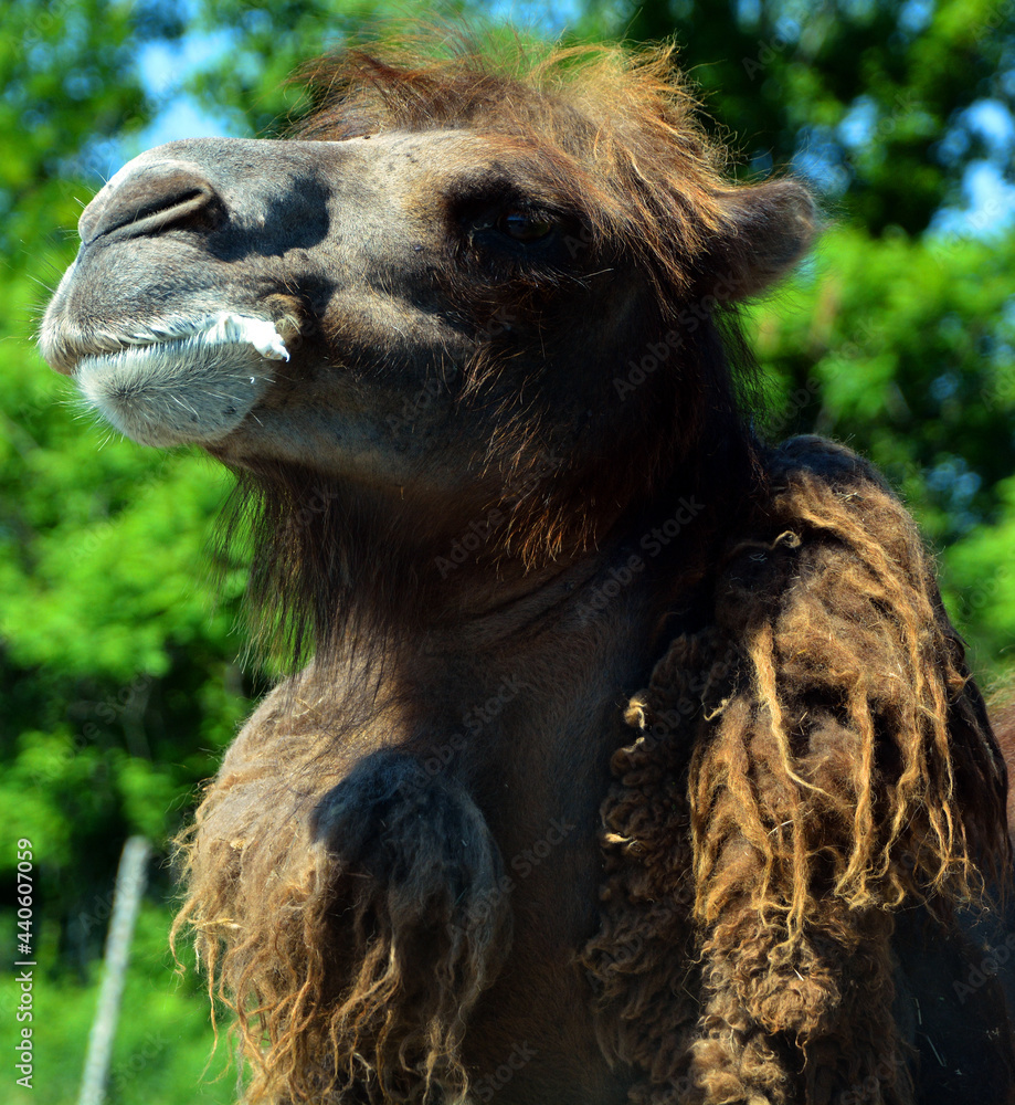Camel is an ungulate within the genus Camelus, bearing distinctive ...