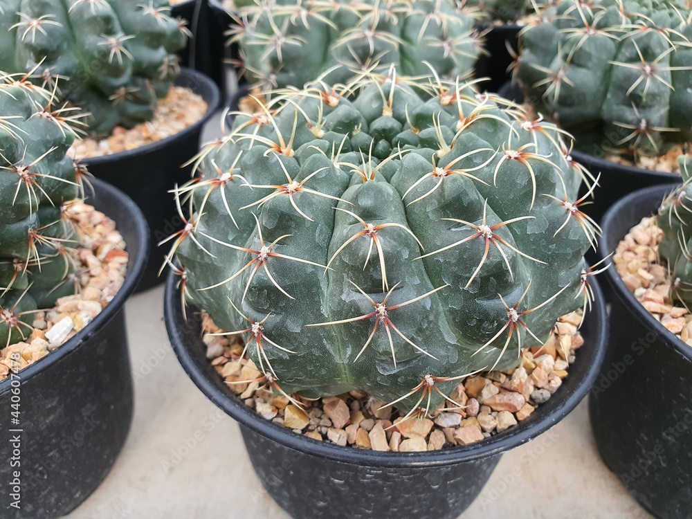Gymnocalycium Baldianum is a spherical cactus. dark green or sometimes ...