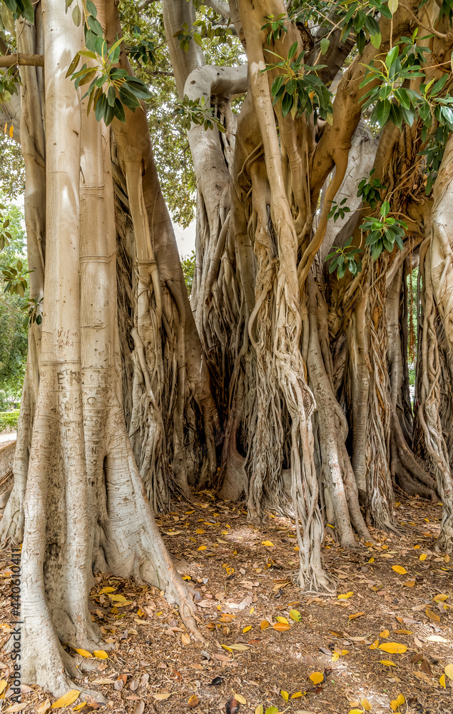 The oldest specimen of Ficus macrophylla giant tree in Italy at Palermo ...