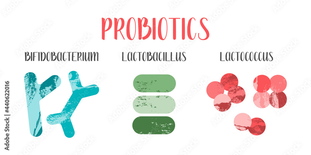 Vetor de Probiotics. Lactic acid bacteria. Good microorganisms for gut ...