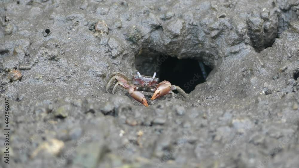 4K, Small red fiddler crab in mangrove mud in Langkawi Island, Malaysia ...
