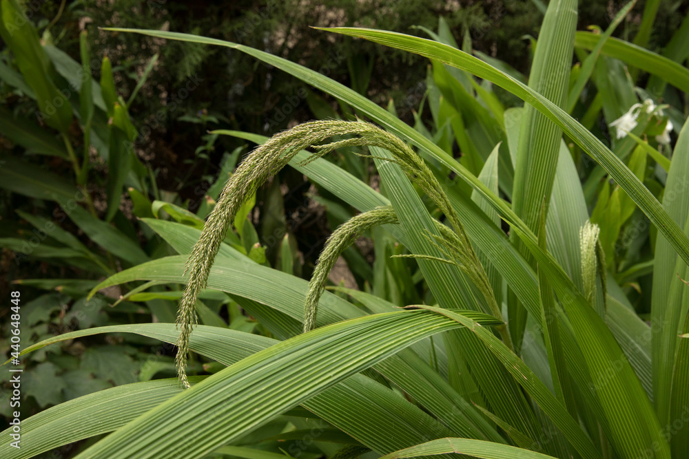 Ornamental grasses. Closeup view of Setaria sulcata, also known as ...