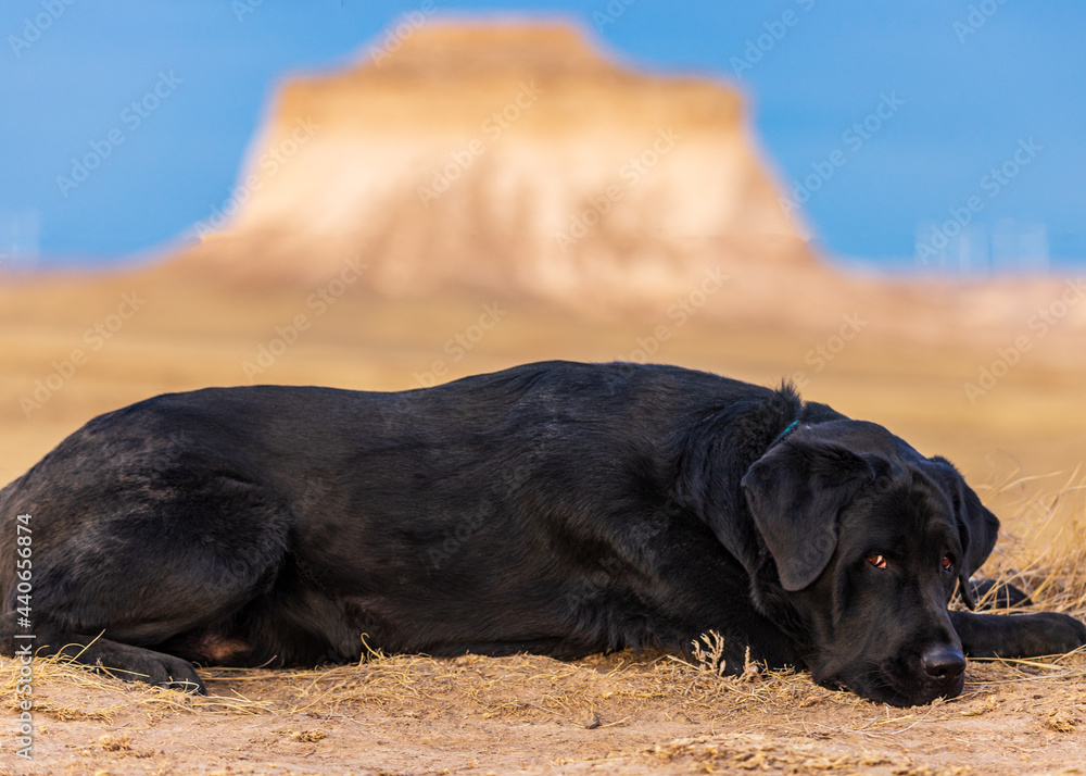 Black labrador retriever dog lays in the dirt at Pawnee National ...