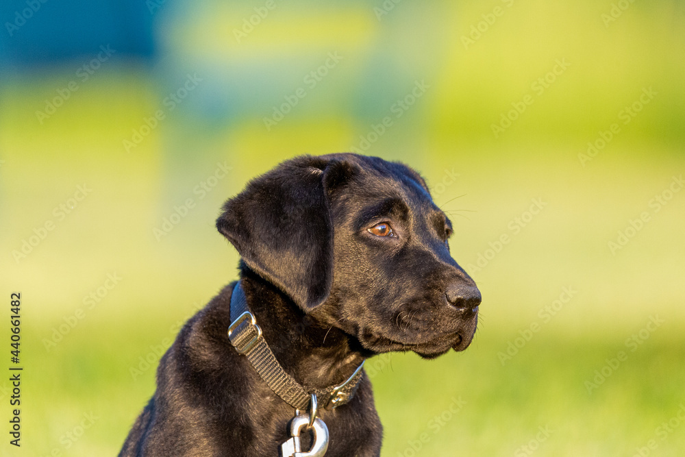 Cute black labrador retriever puppy stares off into the distance with a ...