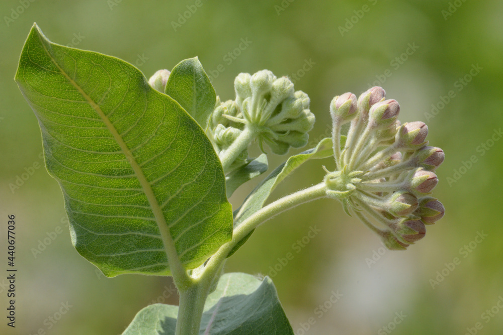 Springtime showy milkweed or Asclepias speciosa buds and leaves against ...