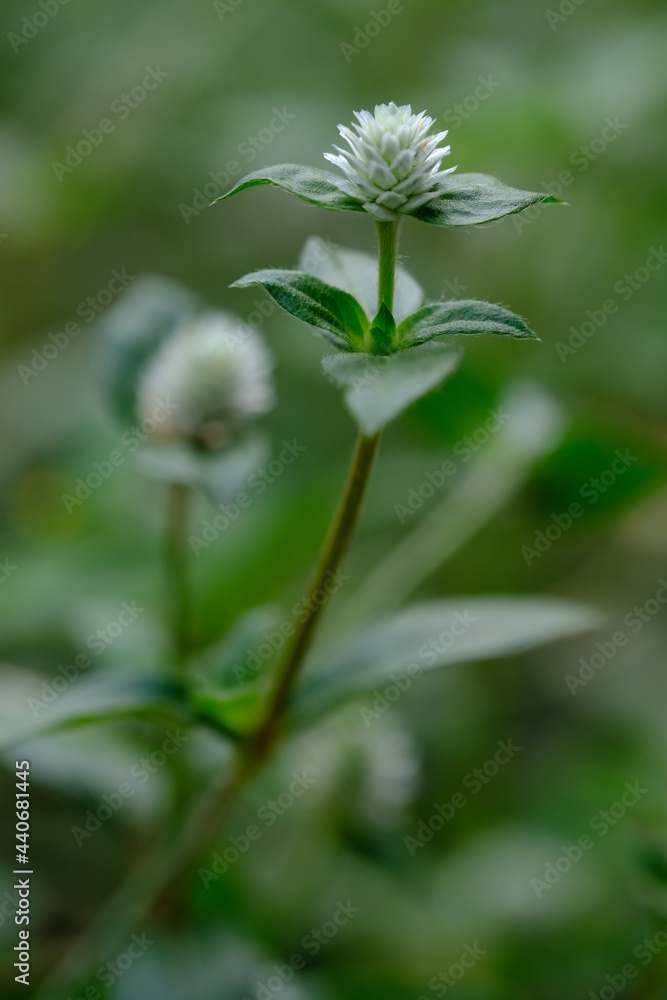 close up of weeds. weeds grow as wild shrubs on the ground. This image ...