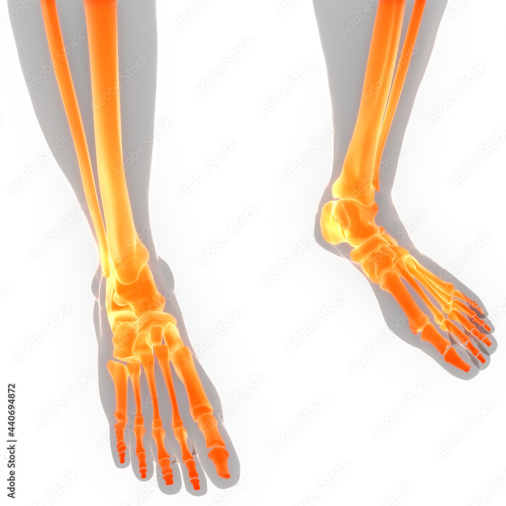 Human Skeleton System Leg Bone Joints Anatomy Stock Illustration ...